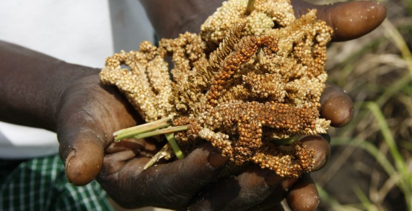 Performance Evaluation of the National Agricultural Advisory Services ...